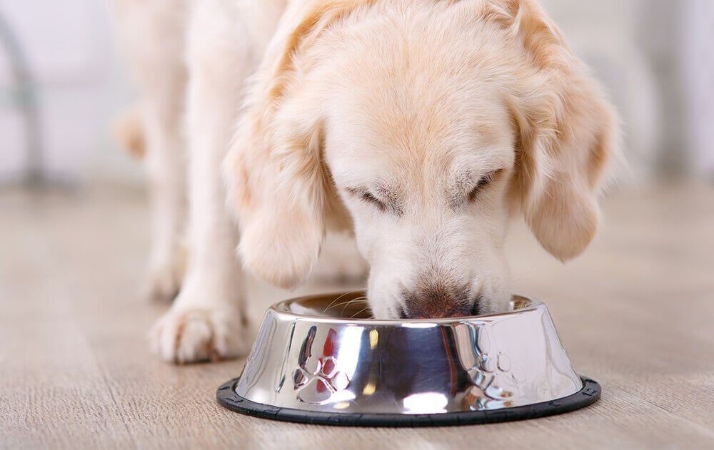 Support Your Dog’s Immune and Digestive Health with TruMune in BLUE ...