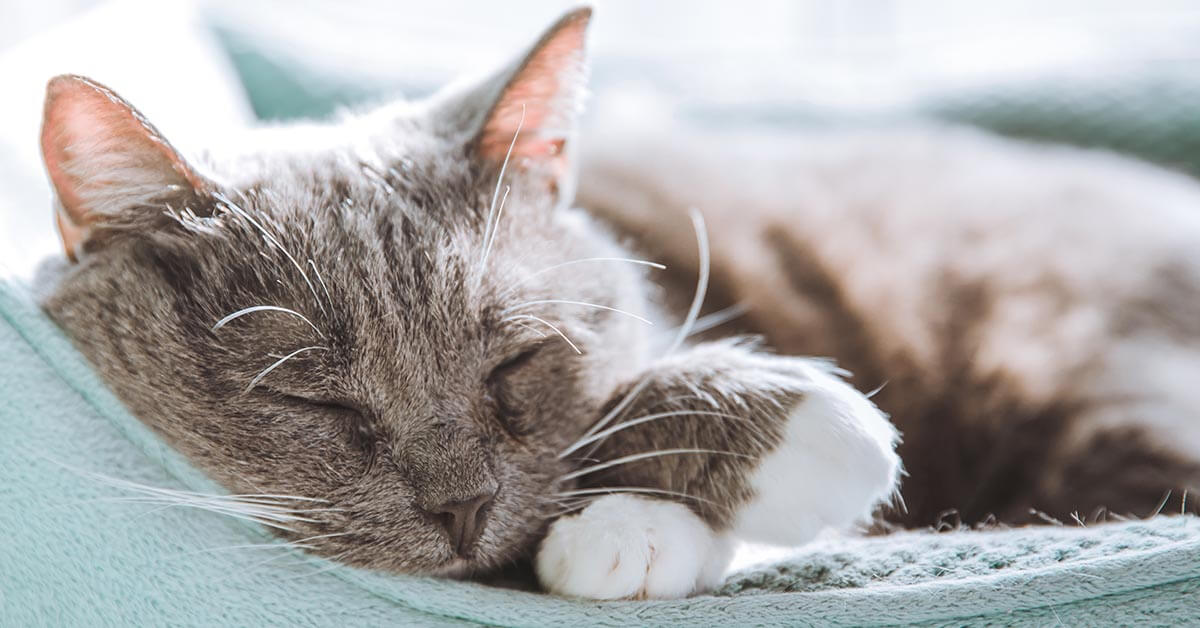 Caring for an Elderly Cat | Senior Cat | Blue Buffalo