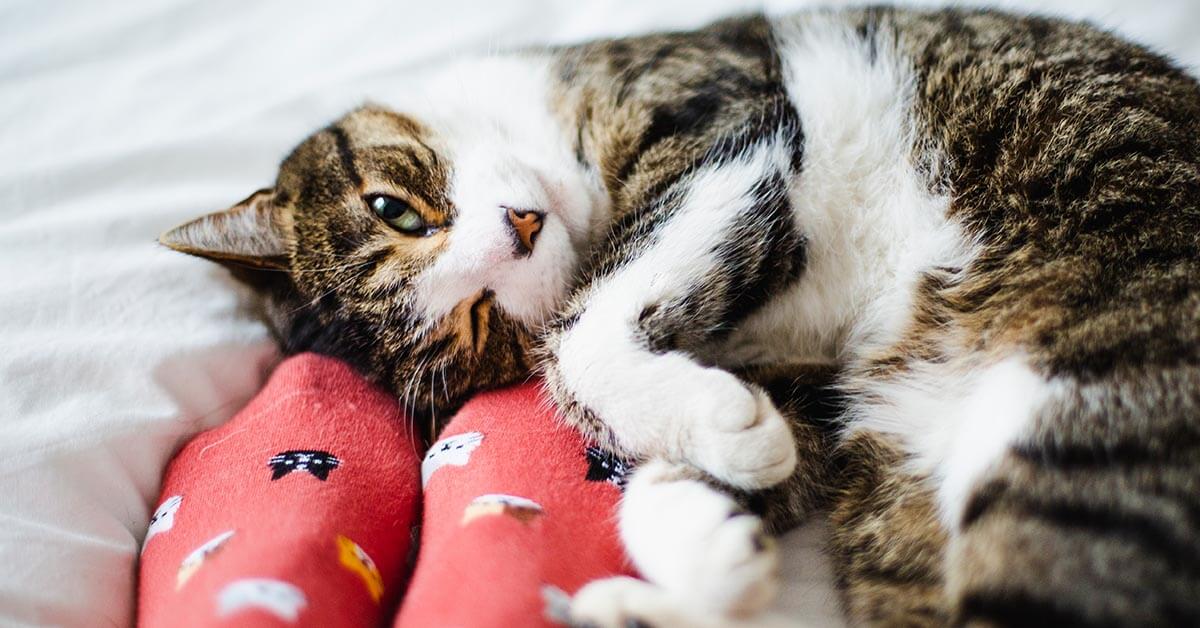 How to Keep Cats Warm in Winter | Blue Buffalo