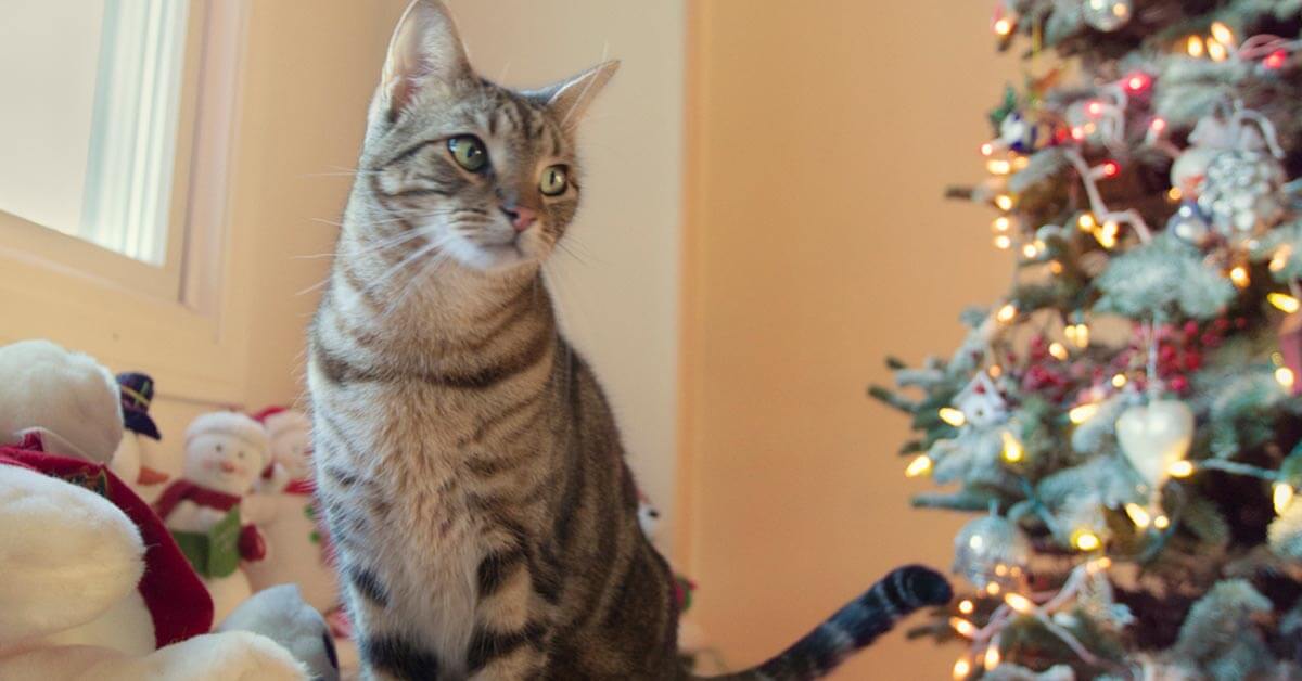 How to Make a Festive Holiday Stocking for your Cat