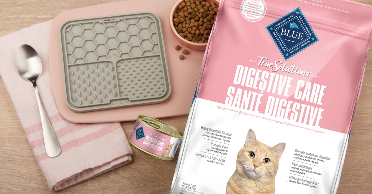 How to Make a Snack for Your Sensitive Cat | Cat Recipes