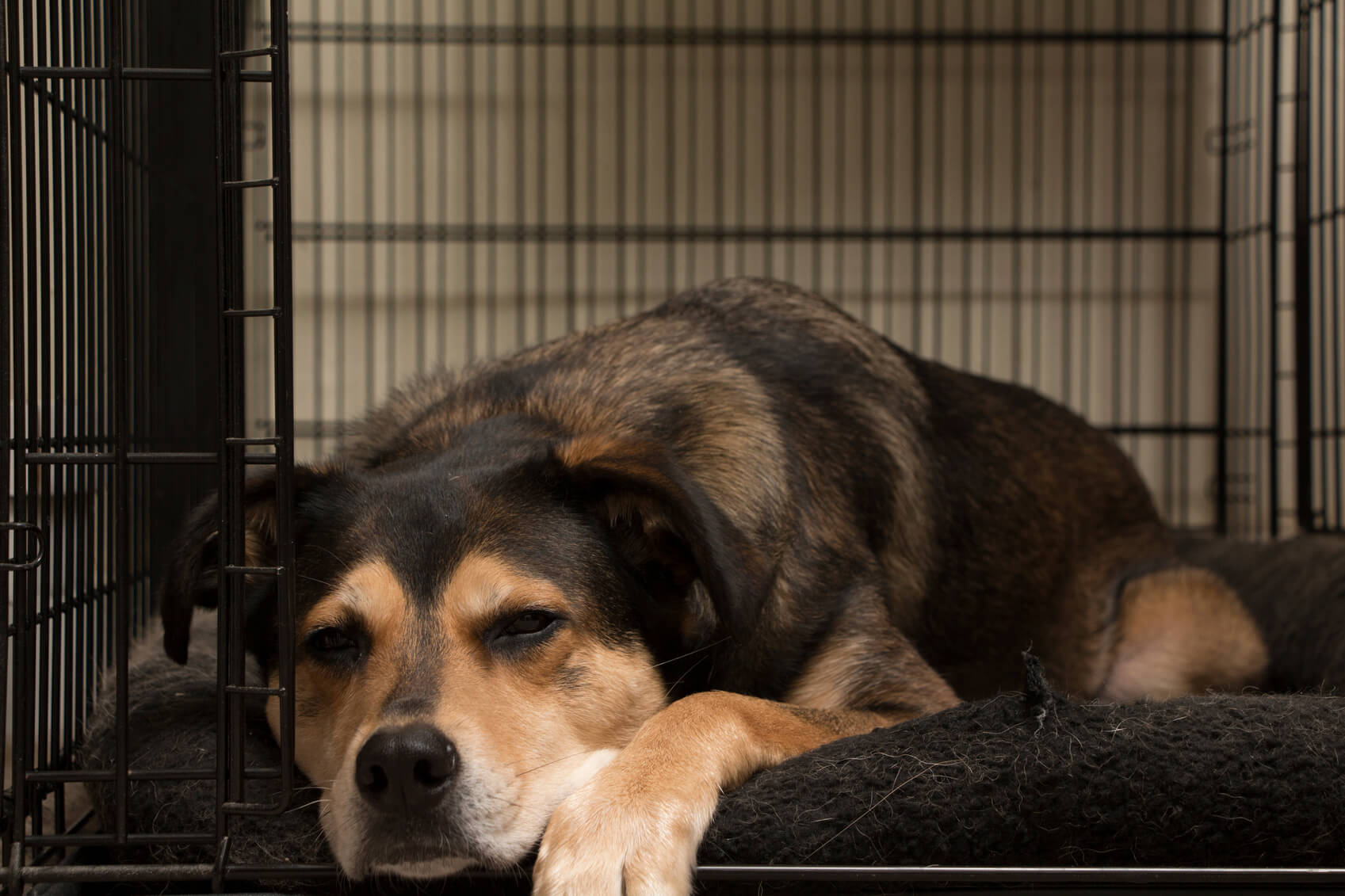 3 Tips to Crate Train You Puppy