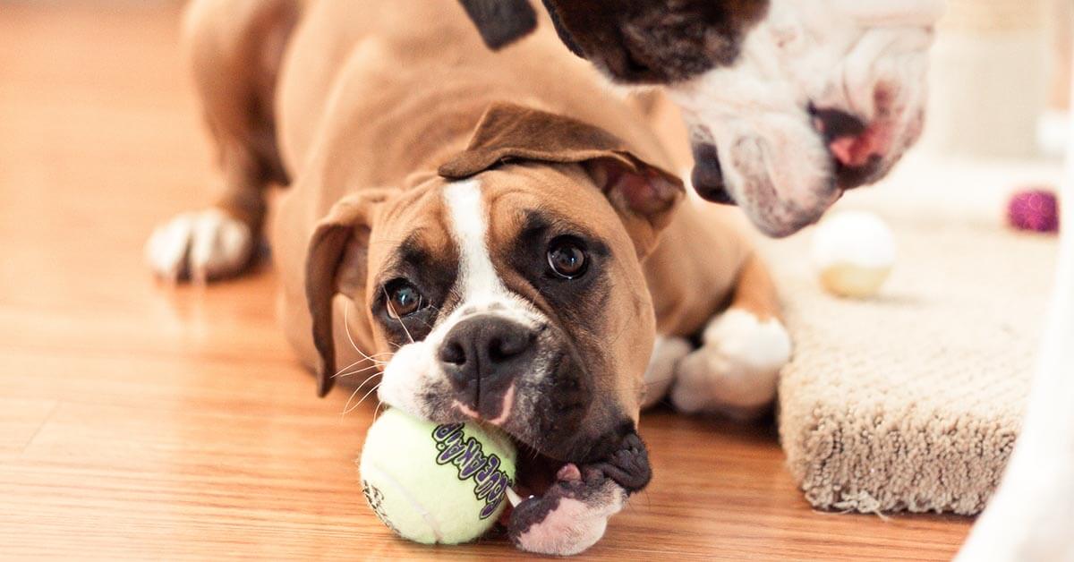 5 Things to Know About a Boxer