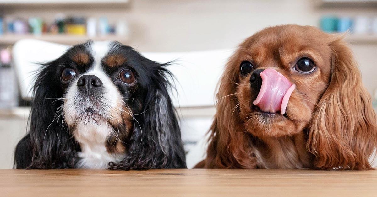 5 Training Tips for Your Small-Breed Dog