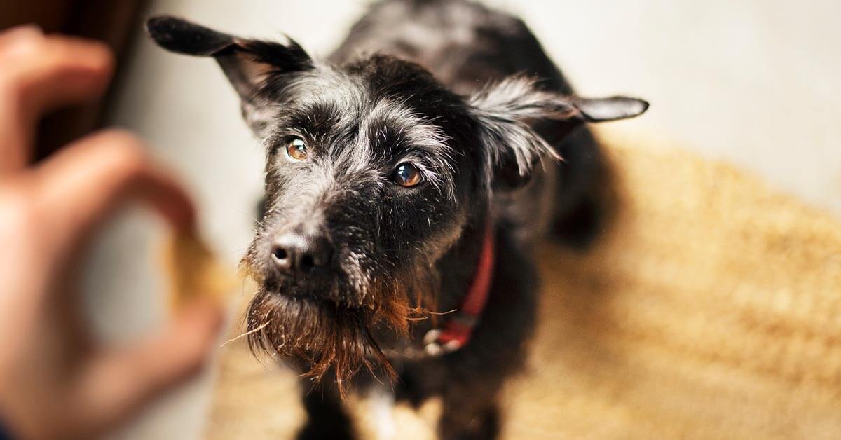 7 Tips for Training Your Medium-Sized Dog