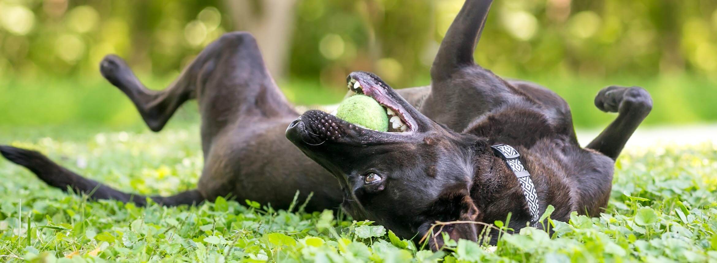 Why Do Dogs Like To Roll On Their Backs Why Do Dogs Like To Roll On Their Backs