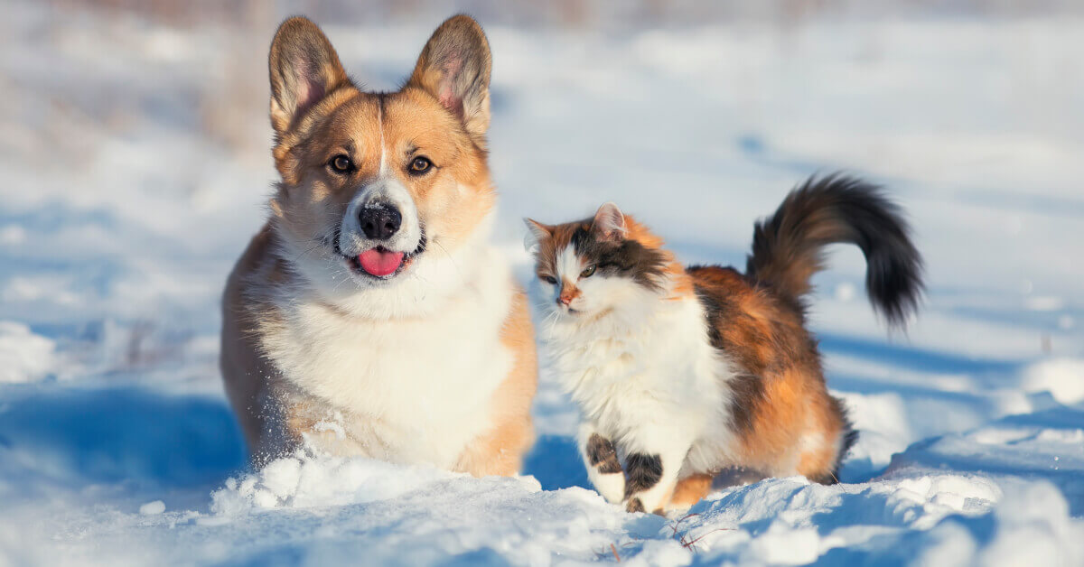 Cold Weather Safety for Pets | Winter Pet Care | Blue Buffalo