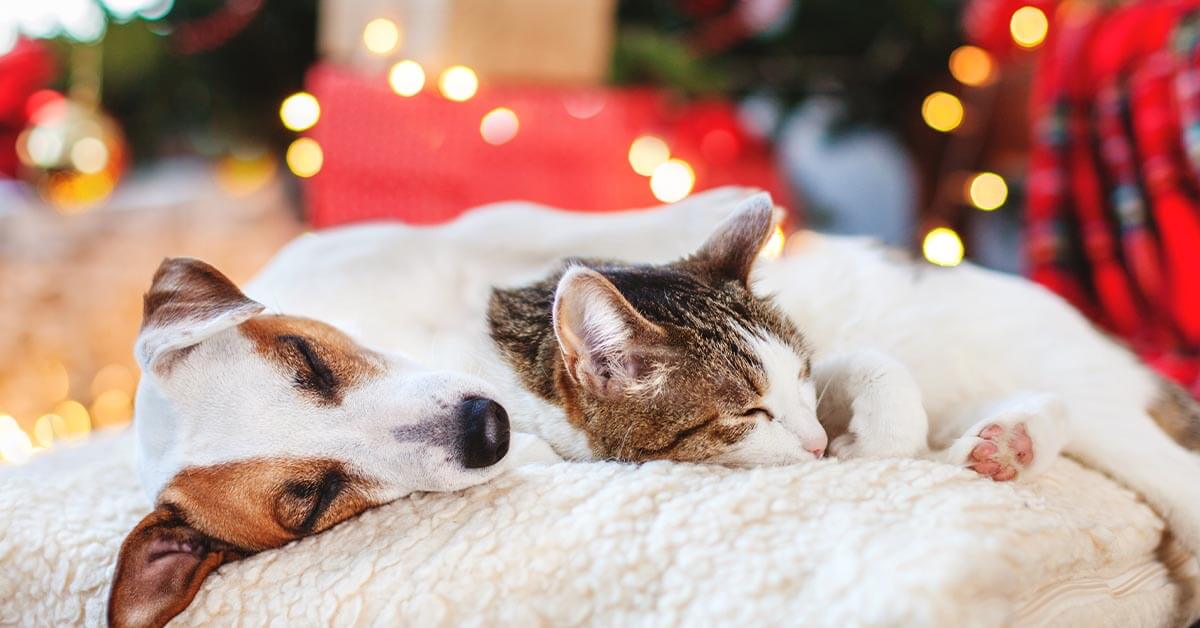 Pet-Safe Holiday Decorations | Blue Buffalo