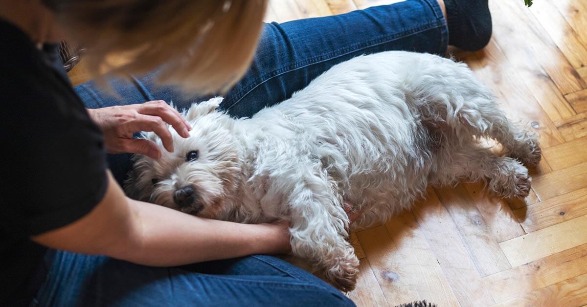 What to Expect When Your Pet Is Euthanized
