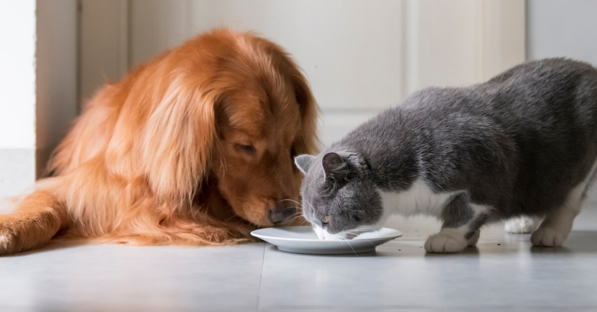 Take this pet quiz to see how much you know | Pet Wellness