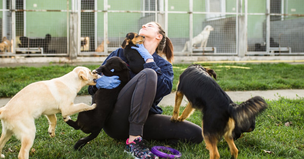 Help your local animal shelters and rescues for free